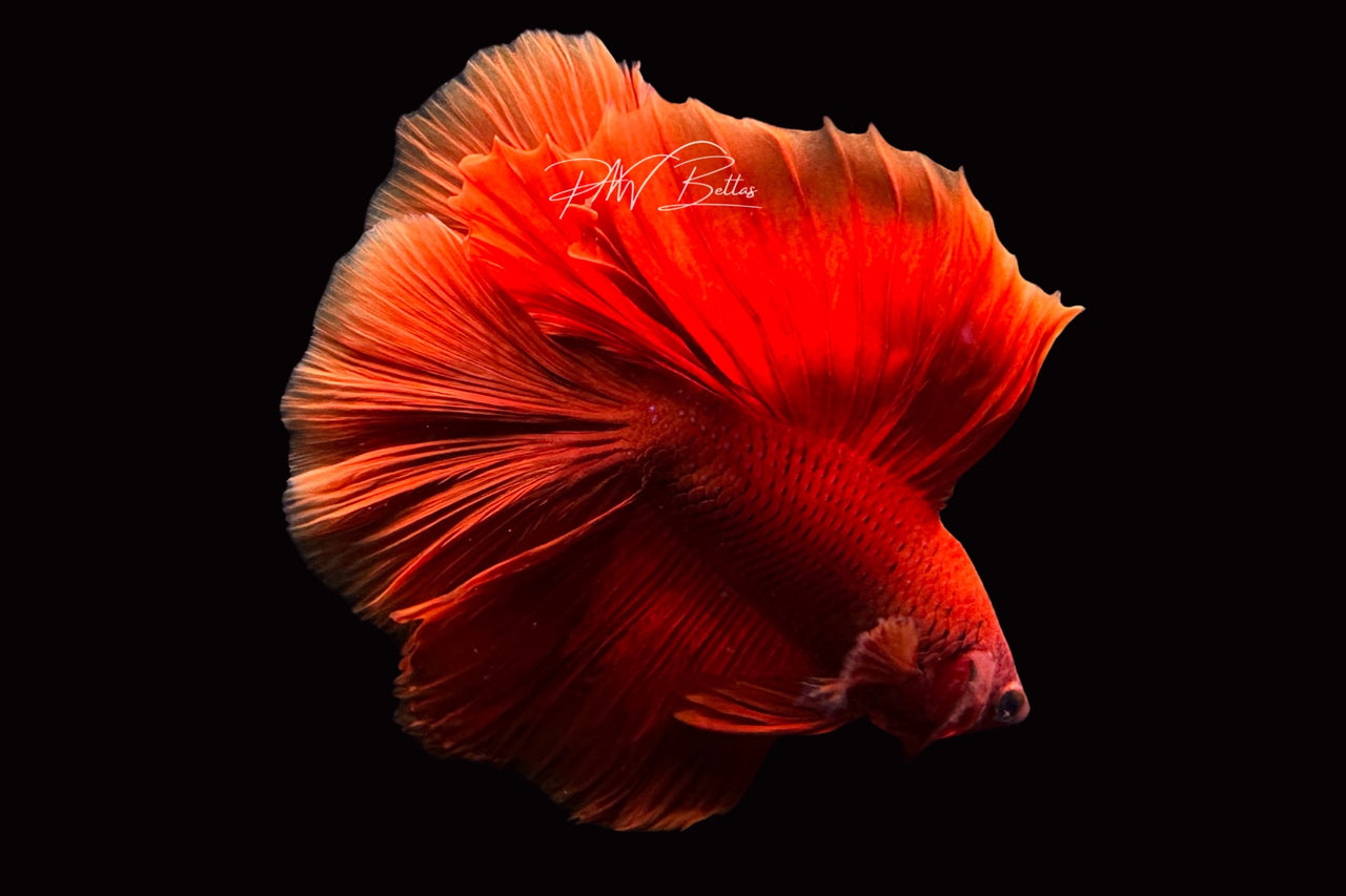 WYSIWYG Bettas – PNW Bettas