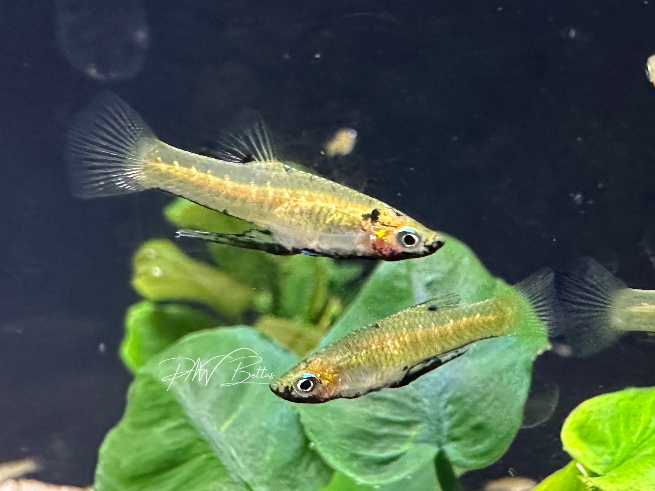 Freshwater Fish – PNW Bettas