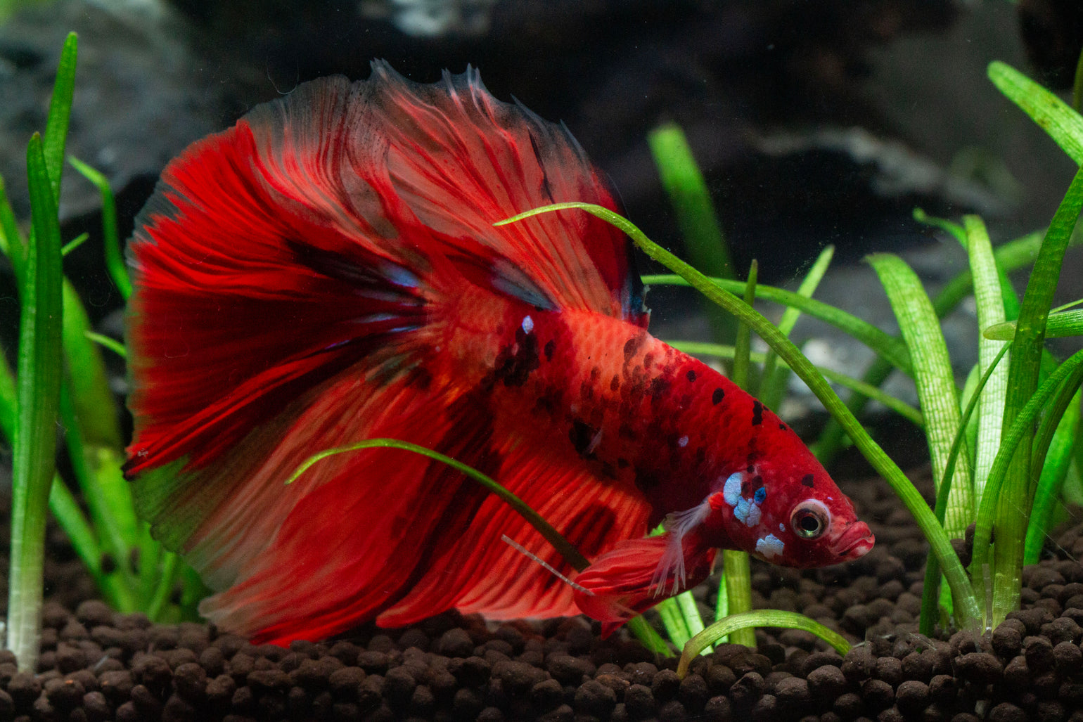 PNW Bettas – PNW Bettas