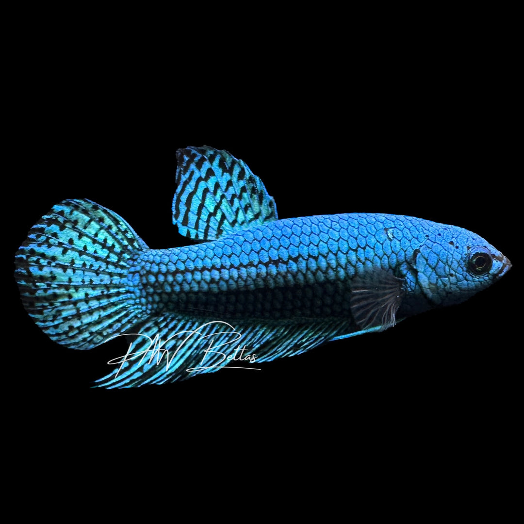 Green Alien Betta | Wild Bettas – PNW Bettas