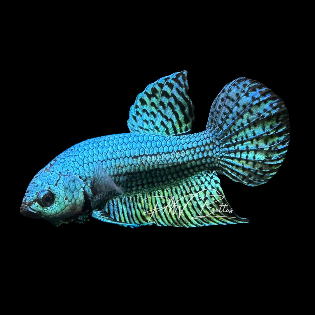 Green Alien Betta | Wild Bettas – PNW Bettas