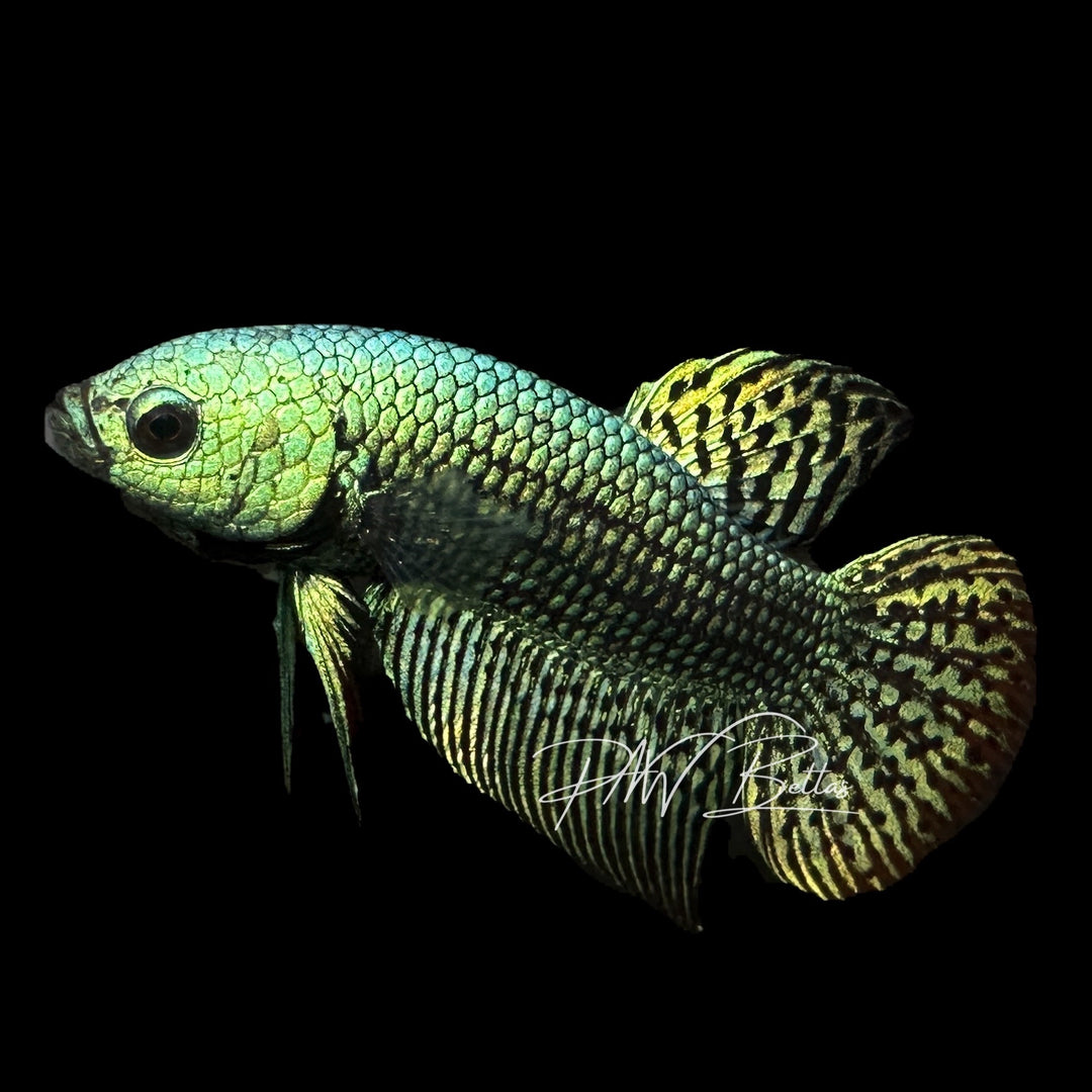 Green Alien Betta | Wild Bettas – PNW Bettas
