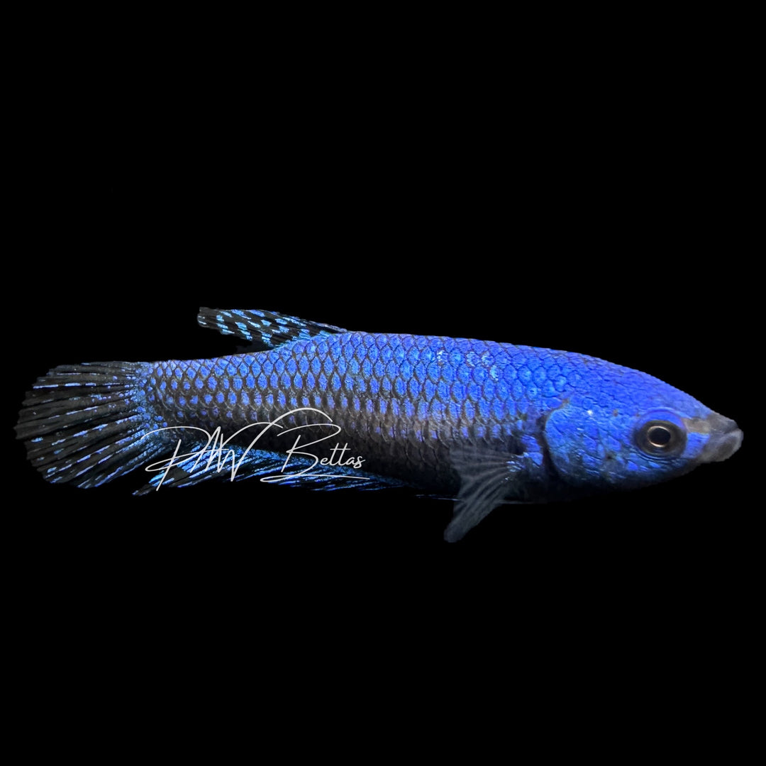 Blue Alien Betta | Wild Bettas – PNW Bettas