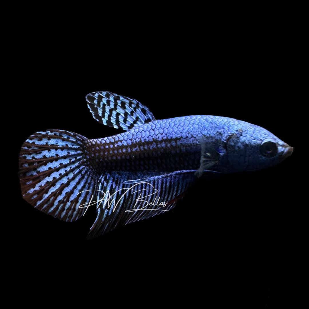 Blue Alien Betta | Wild Bettas – PNW Bettas