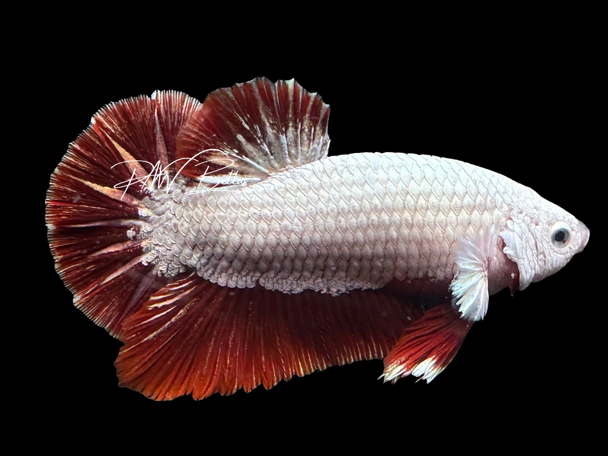Red Dragon HMPK Male Betta | M4015 – PNW Bettas