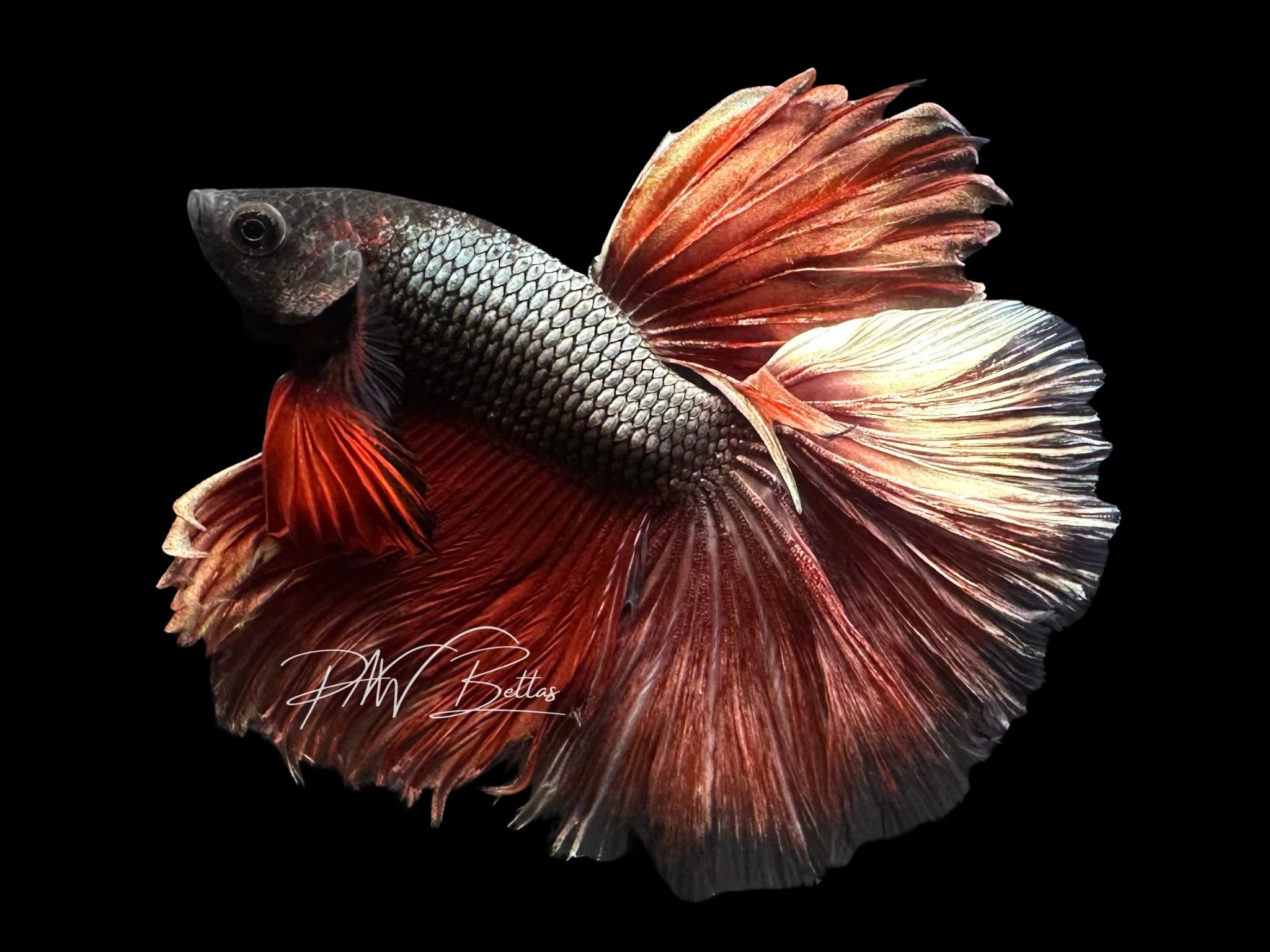 Red Copper Halfmoon Male Betta | M3079 – PNW Bettas