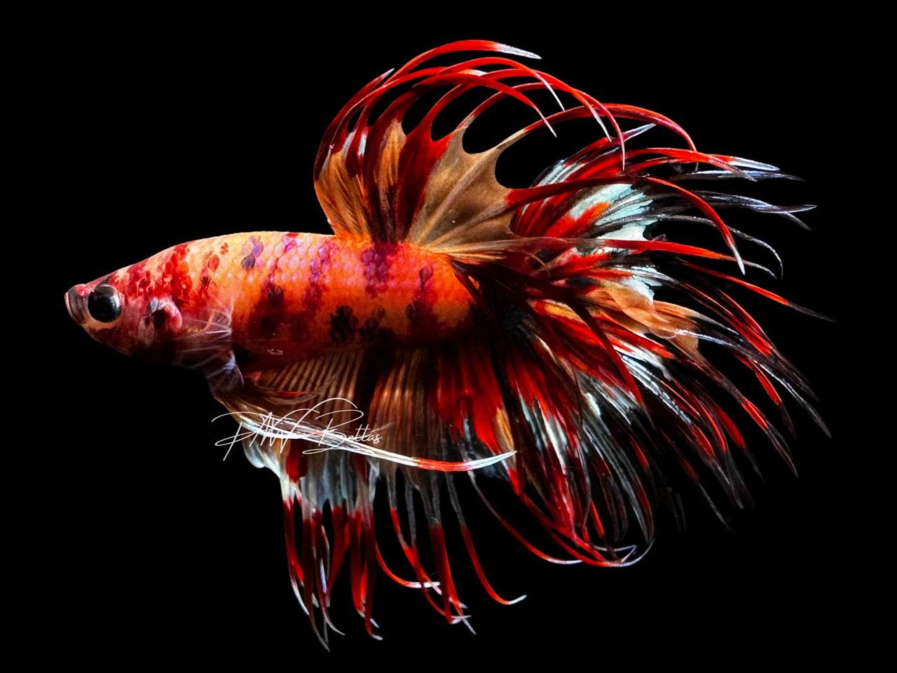 All Bettas – PNW Bettas