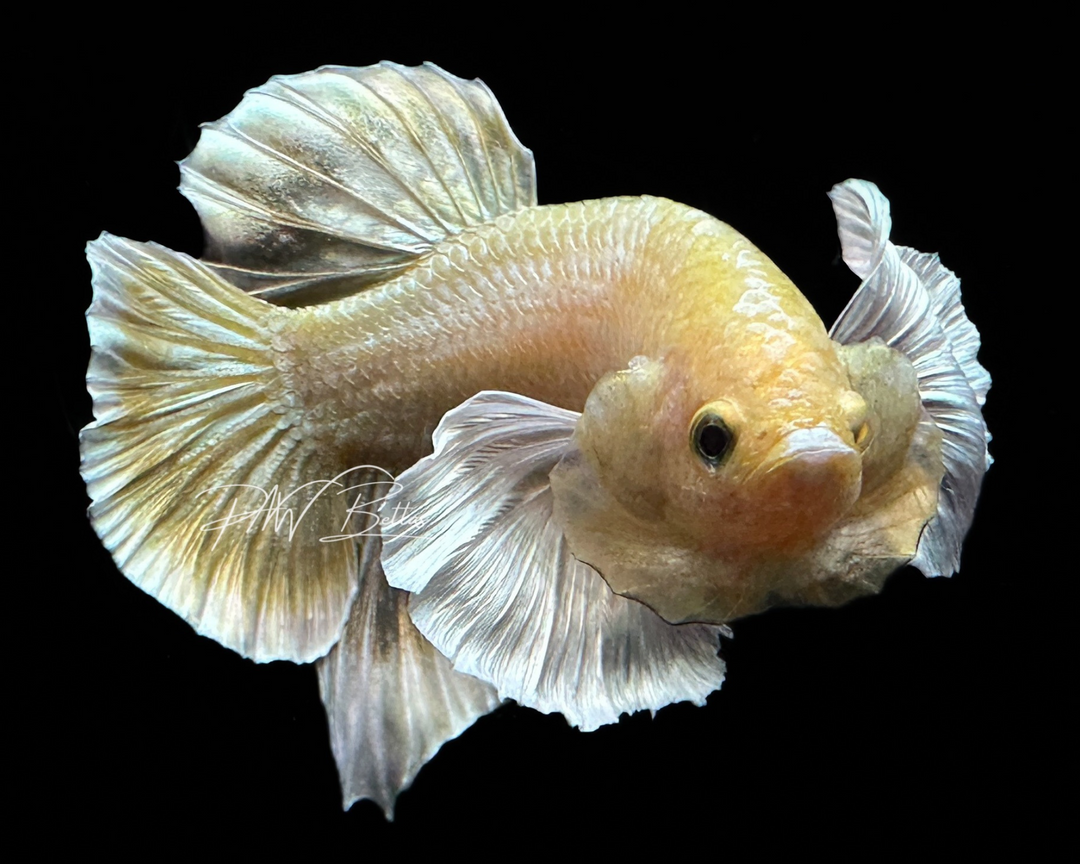Gold Dumbo Betta Photo Print – PNW Bettas