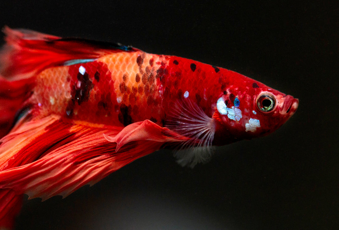 PNW Bettas – PNW Bettas