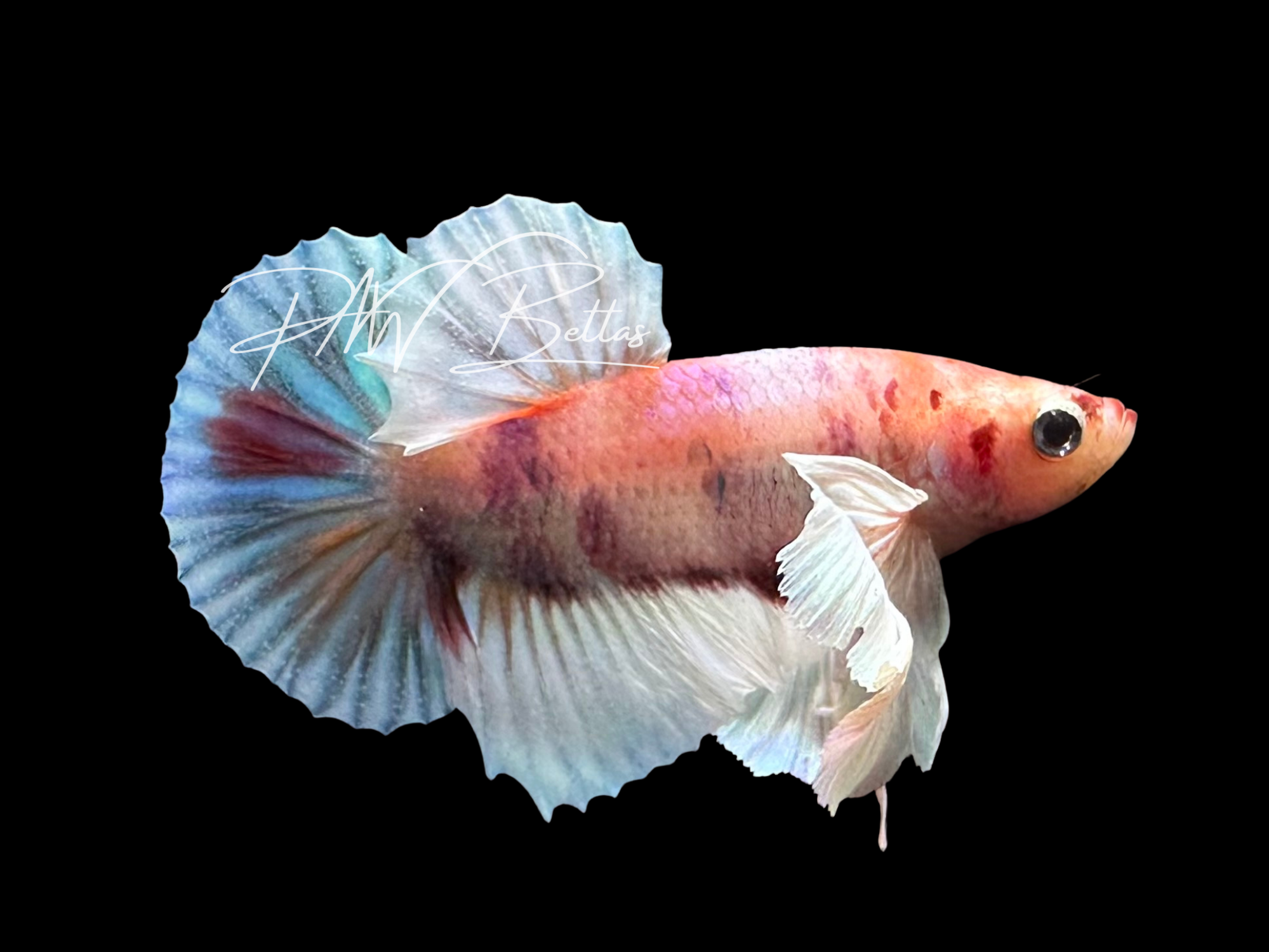 Candy Dumbo HMPK Male Betta | M3016 – PNW Bettas