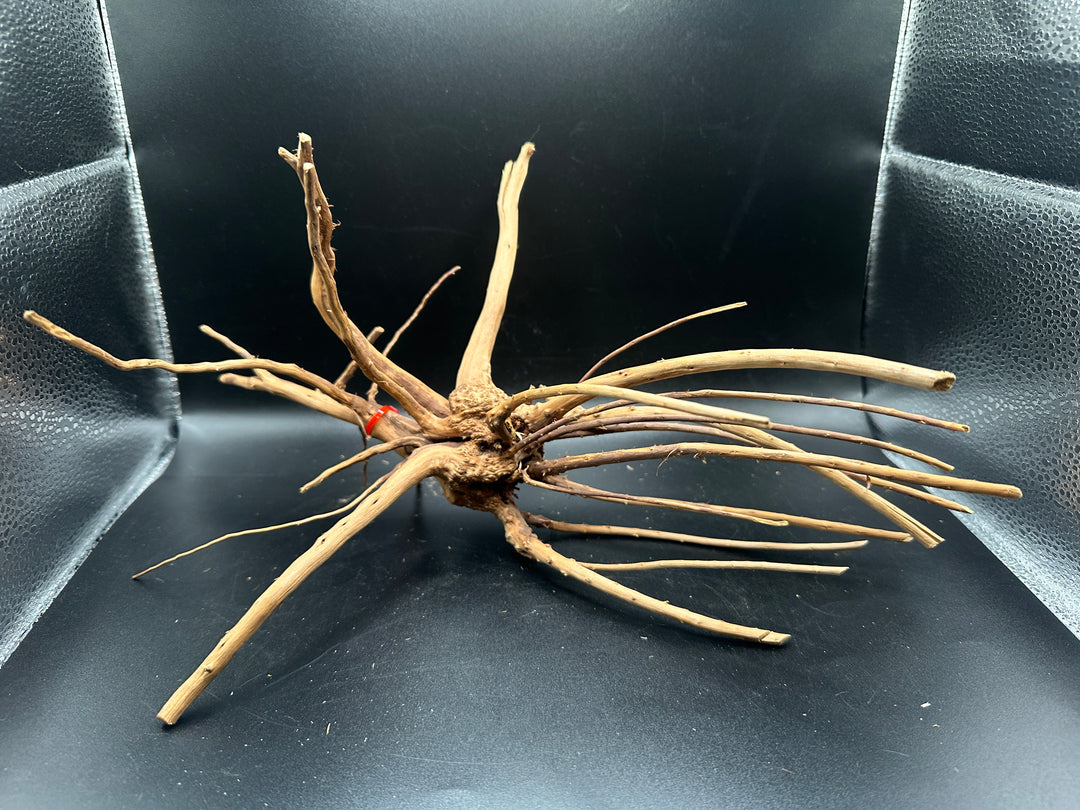Spider Wood Medium | SWR3 – PNW Bettas
