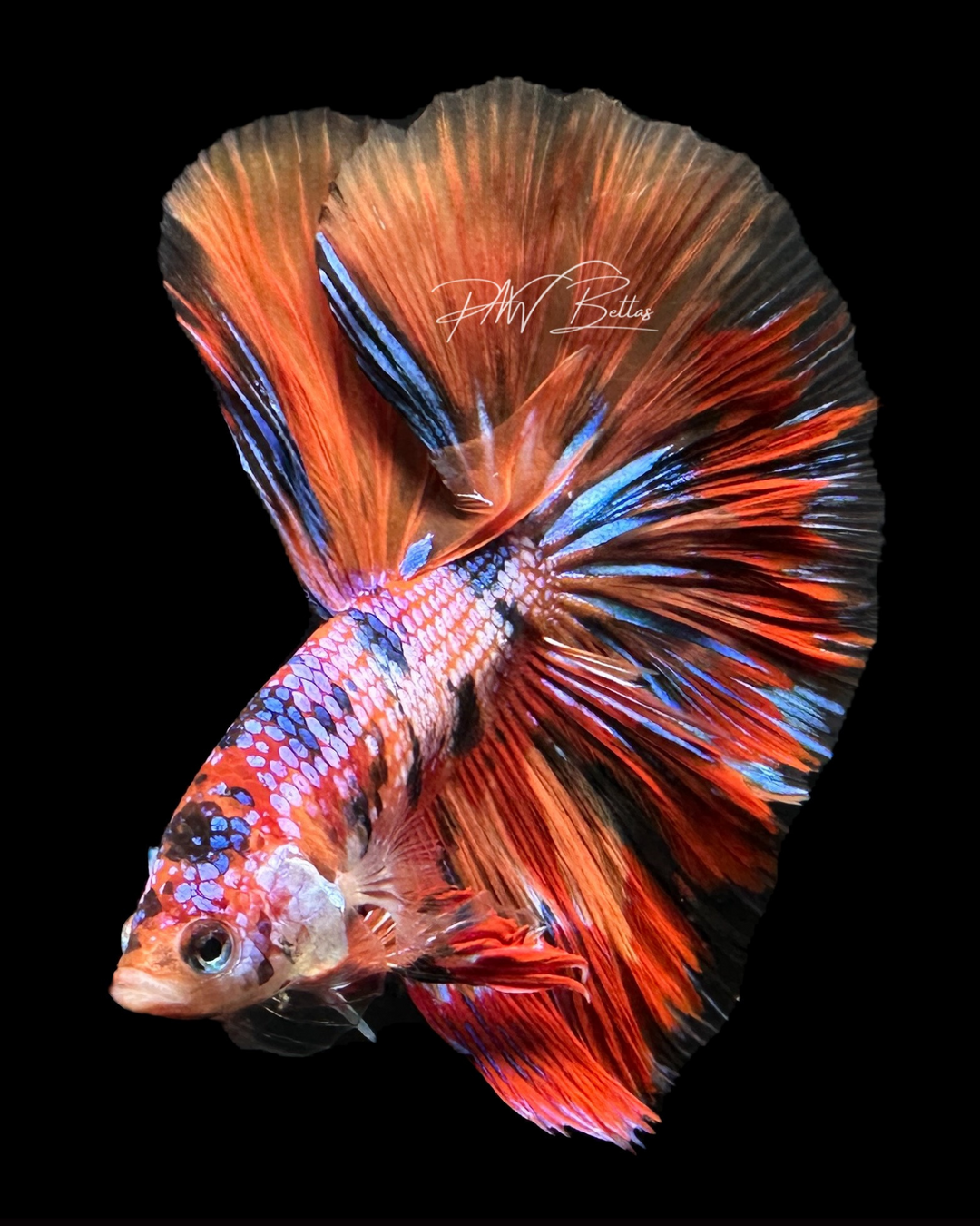 Rainbow Betta Photo Print – PNW Bettas