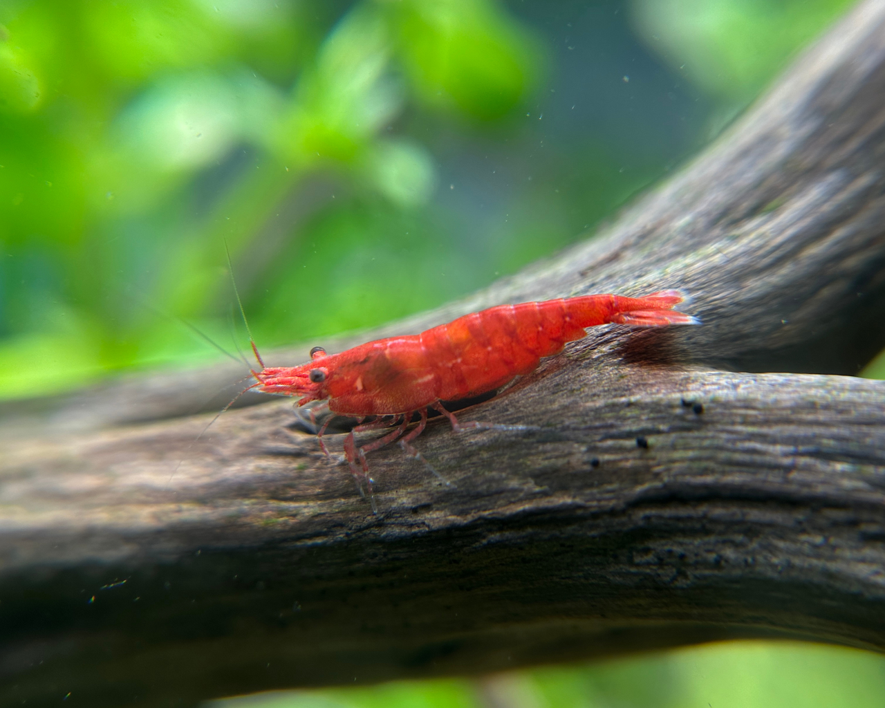 Cherry Shrimp Photo Print – PNW Bettas