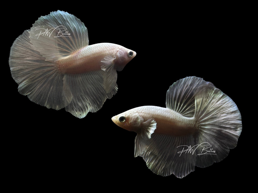 Platinum Halfmoon Male Betta – PNW Bettas