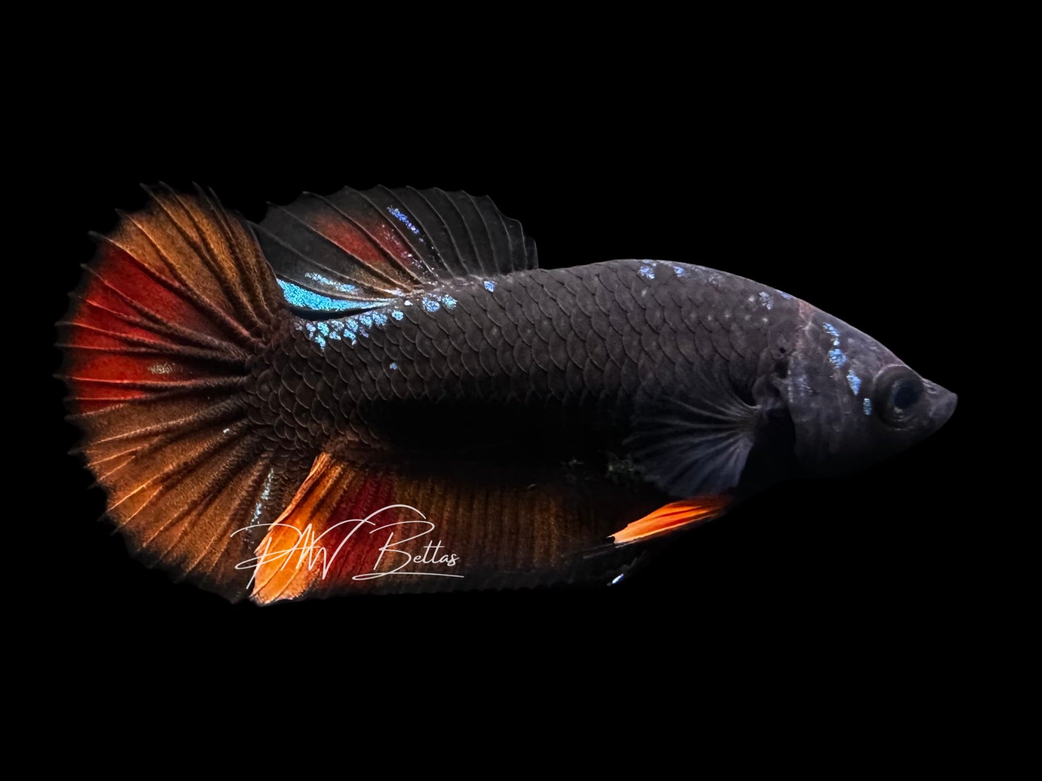 Avatar Nemo HMPK Female Betta | F2809 – PNW Bettas
