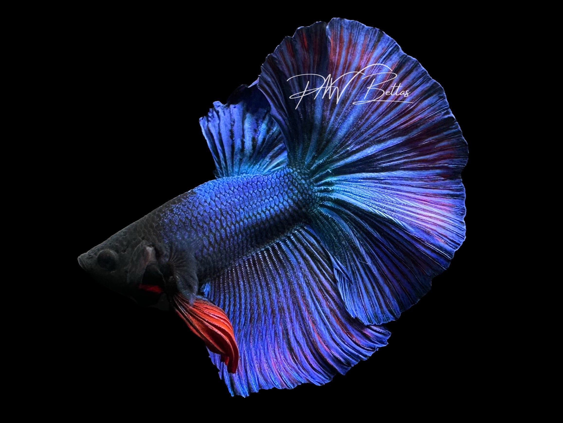 Blue Halfmoon Male Betta | M3051 – PNW Bettas