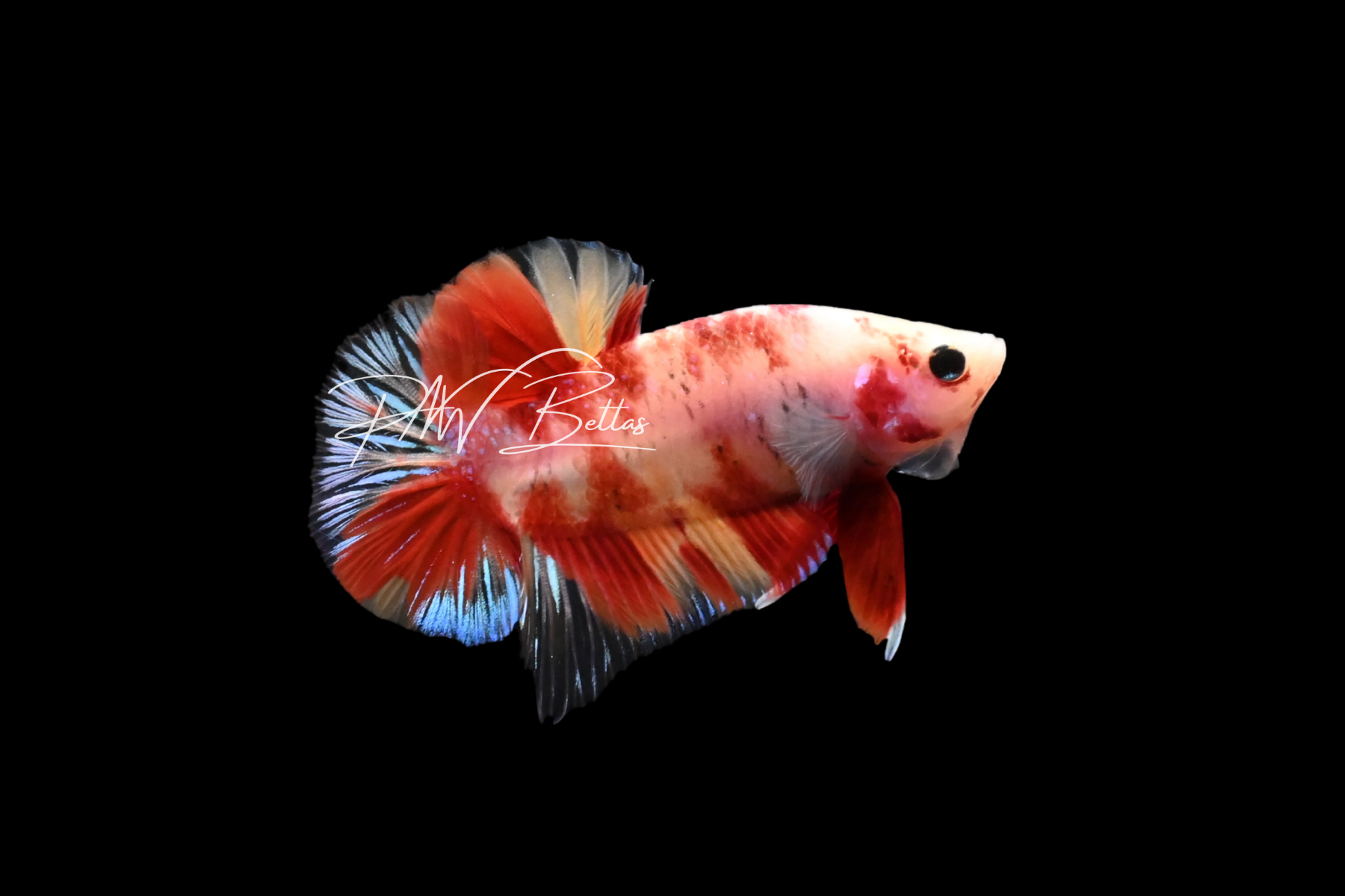 Candy Nemo HMPK Male Betta | M4081 – PNW Bettas