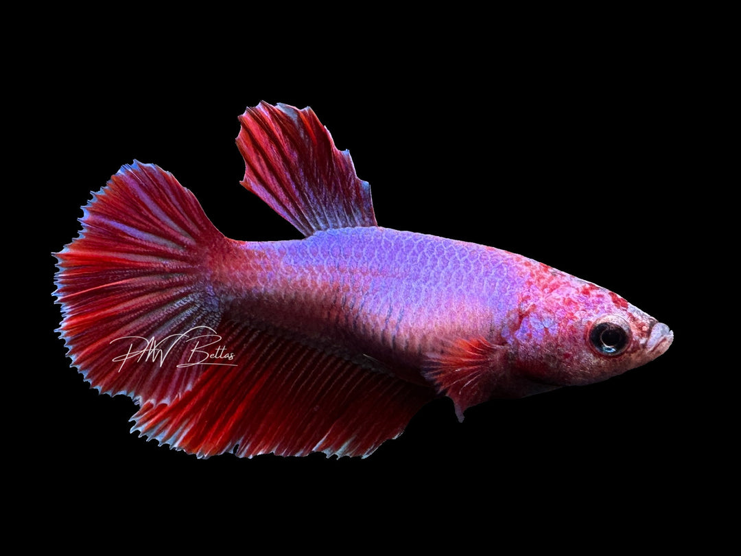 All Bettas – PNW Bettas