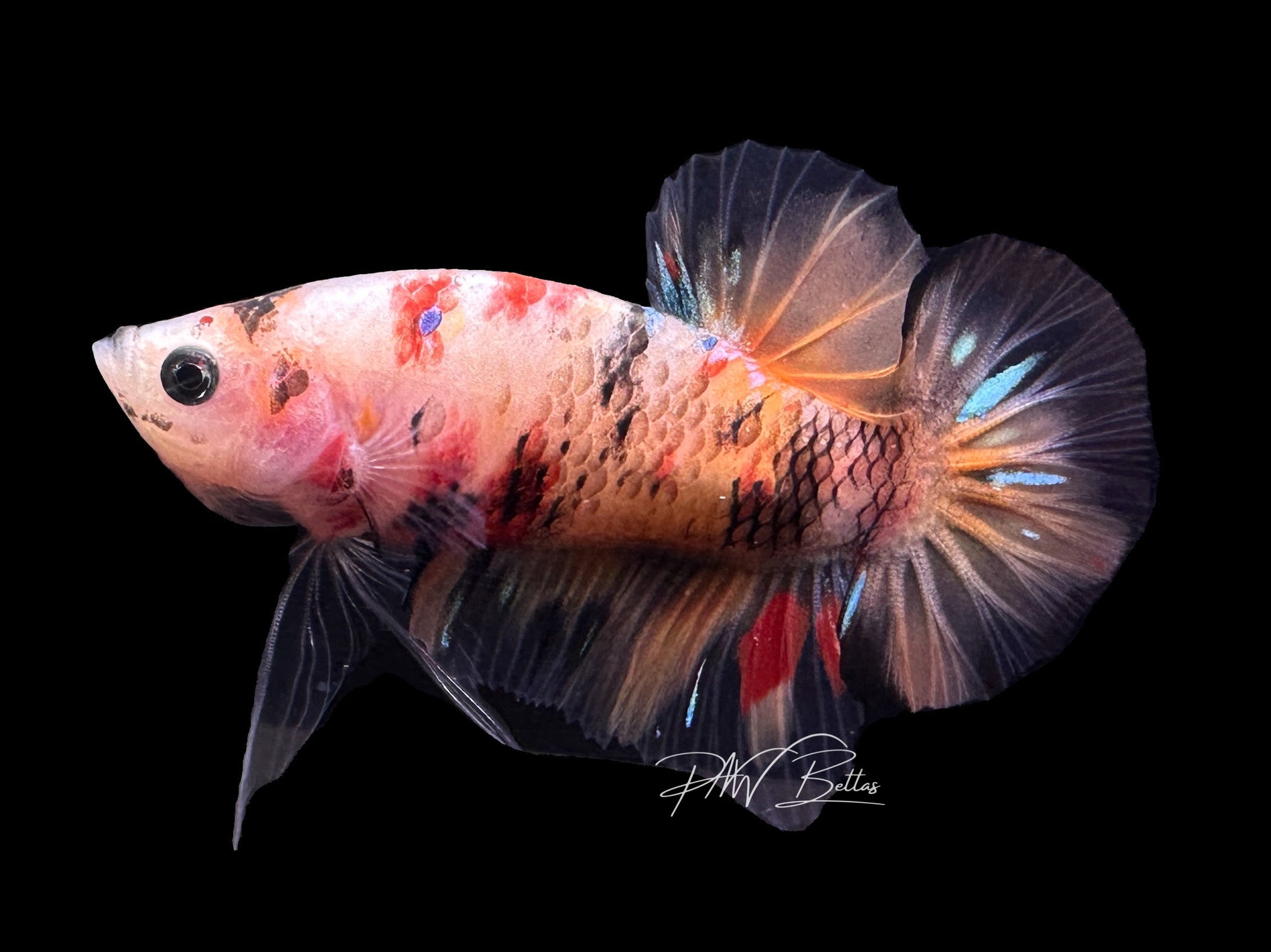 All Bettas – PNW Bettas