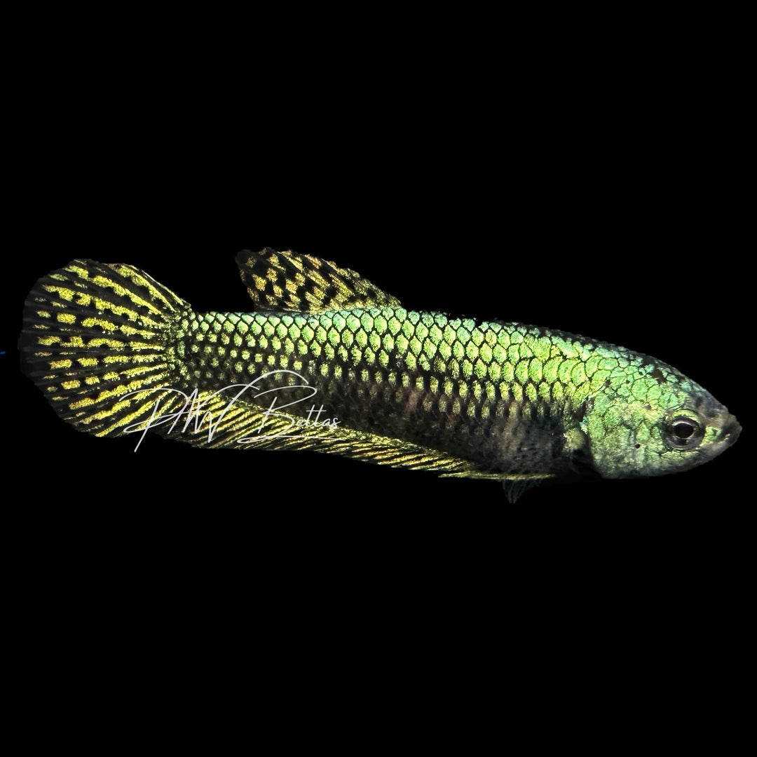 Green Alien Betta | Wild Bettas – PNW Bettas