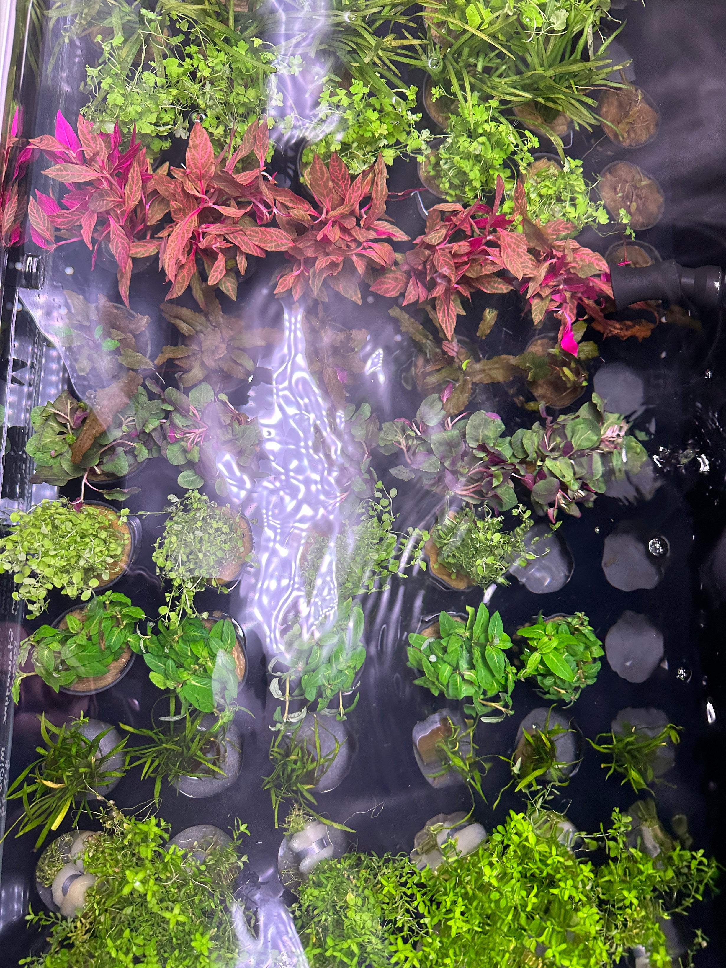 PNW Bettas – PNW Bettas