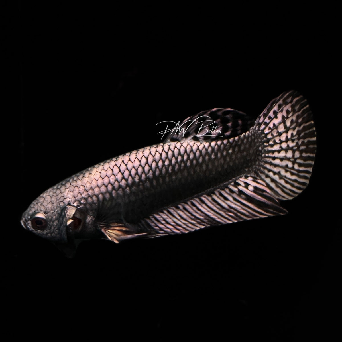 Copper Alien Betta | Wild Bettas – PNW Bettas