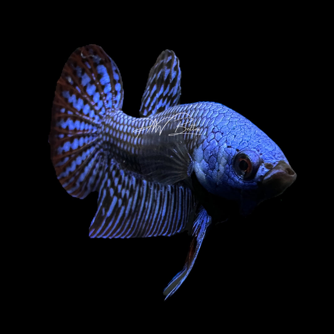 Blue Alien Betta | Wild Bettas – PNW Bettas