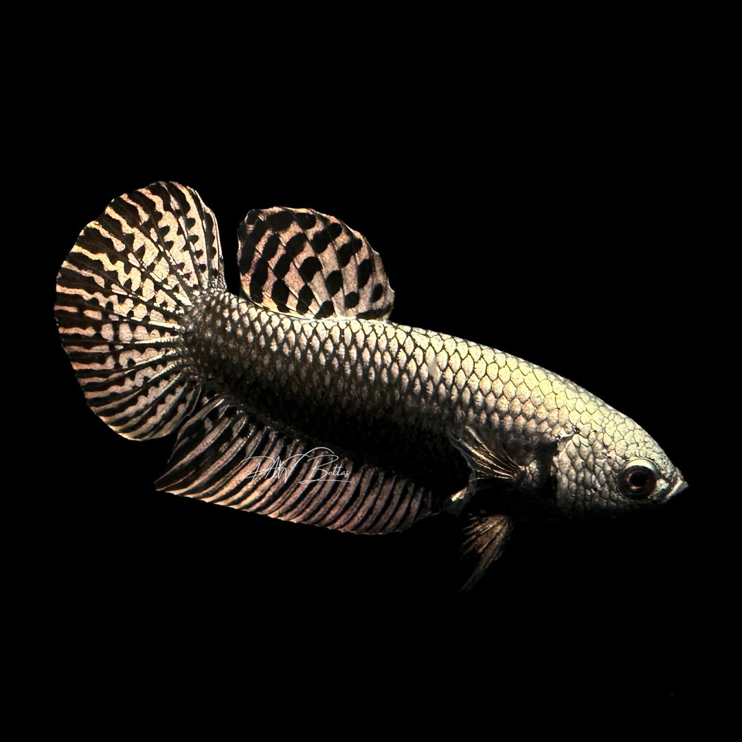 Copper Alien Betta | Wild Bettas – PNW Bettas