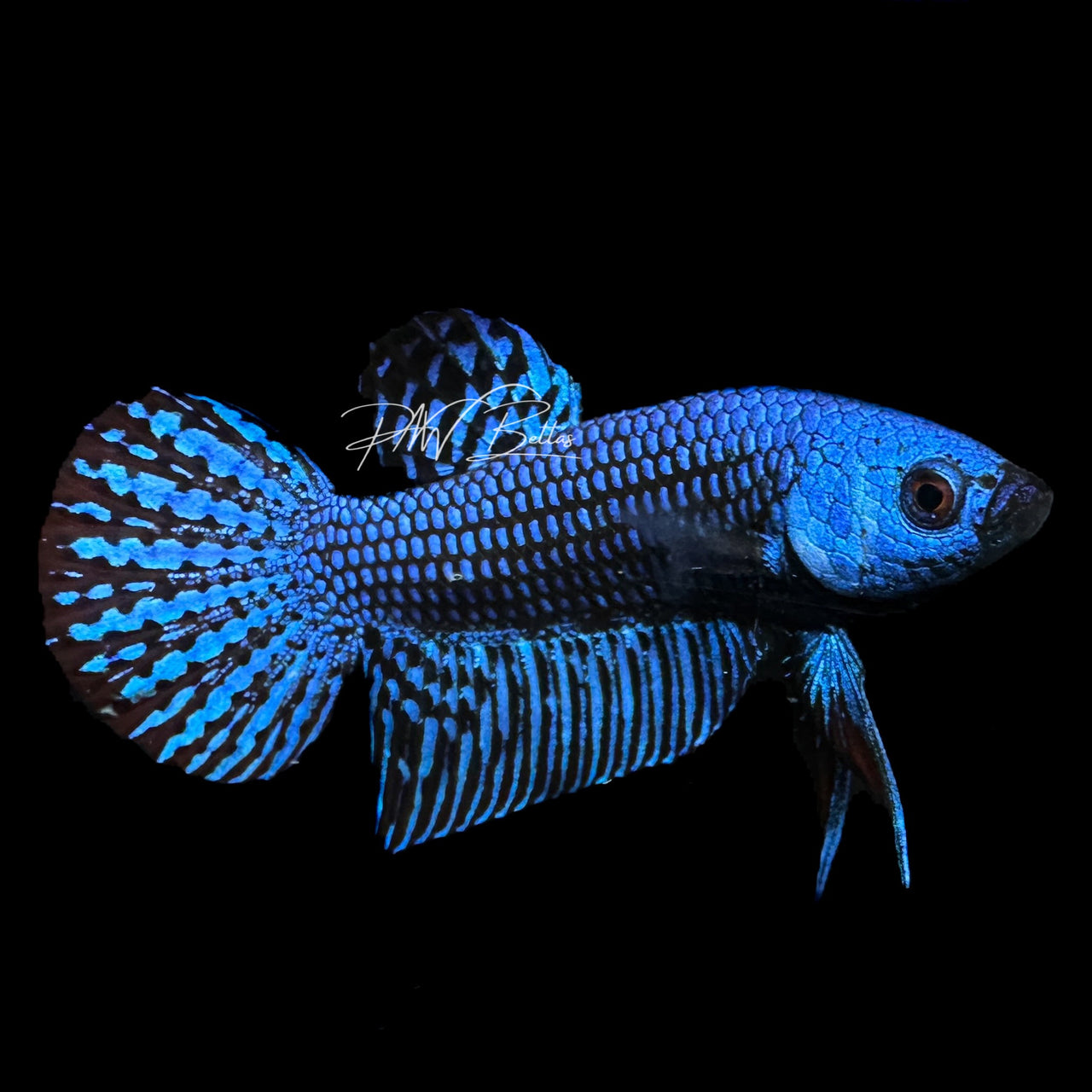 Blue Alien Betta | Wild Bettas – PNW Bettas