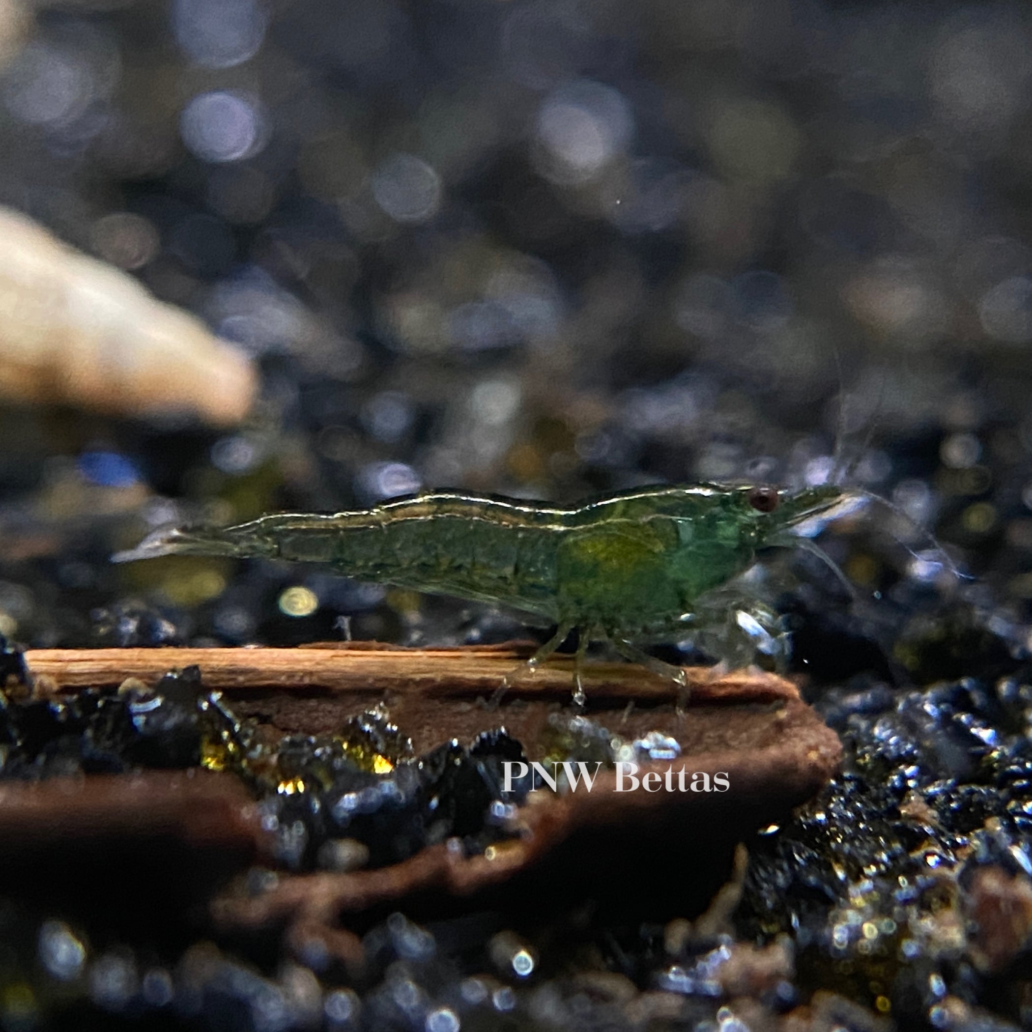 Green Jade Shrimp | Neocaradina – PNW Bettas