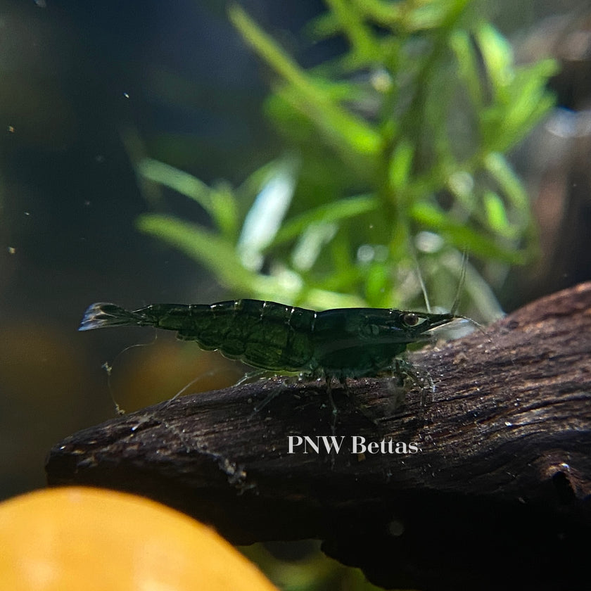 Green Jade Shrimp | Neocaradina – PNW Bettas