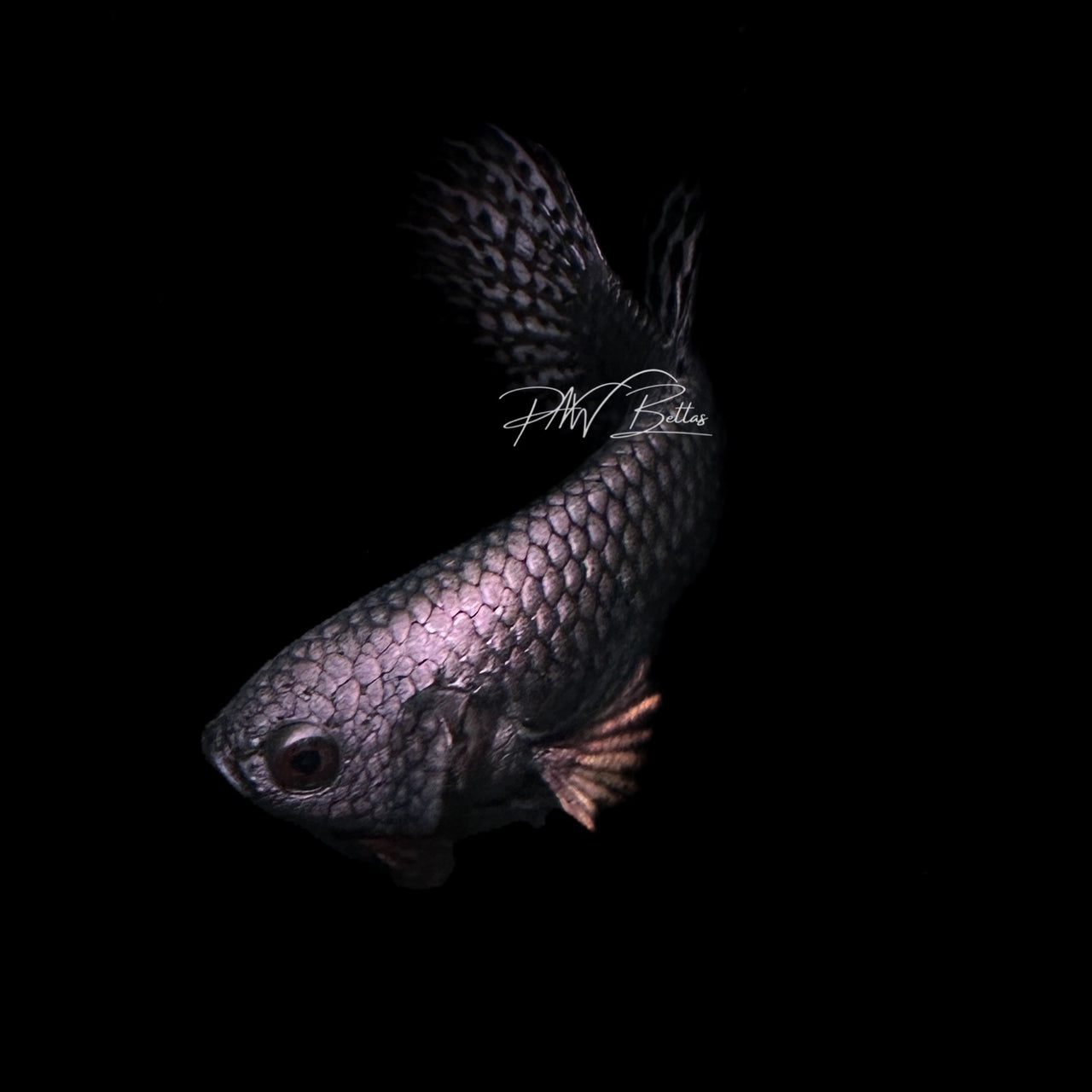 Copper Alien Betta | Wild Bettas – PNW Bettas