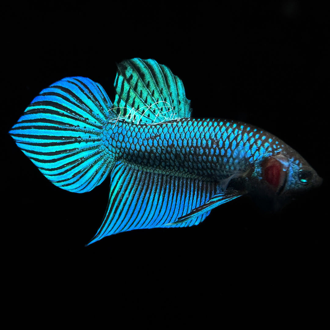 Green Mahachaiensis Betta | Wild Bettas – PNW Bettas
