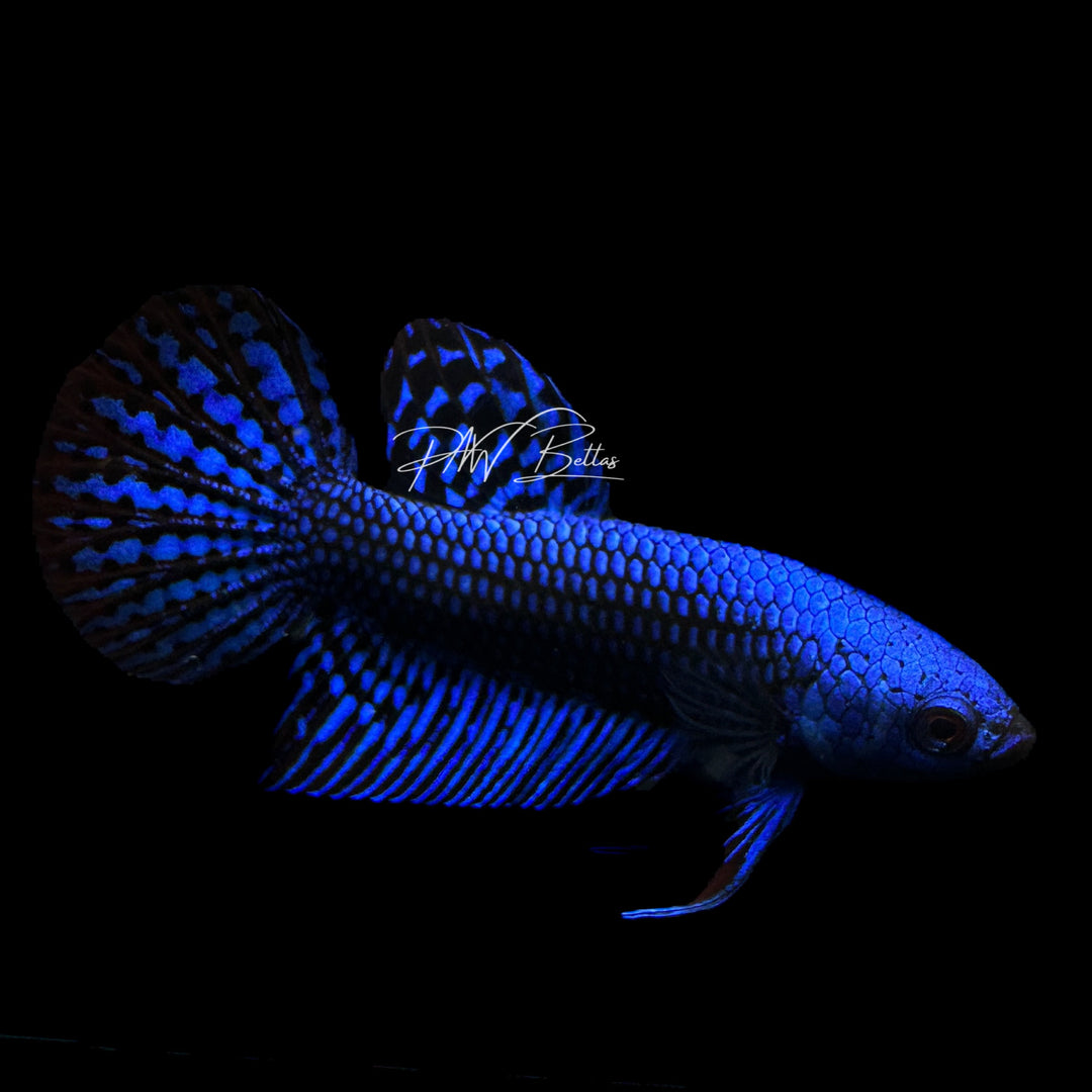 Blue Alien Betta | Wild Bettas – PNW Bettas