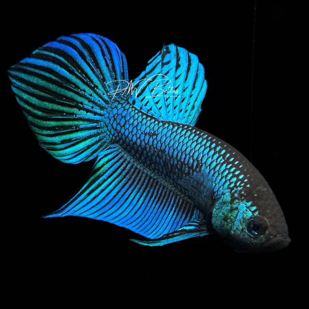 Green Mahachaiensis Betta | Wild Bettas – PNW Bettas